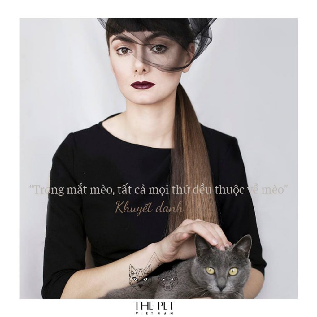 Những câu nói hay về loài mèo