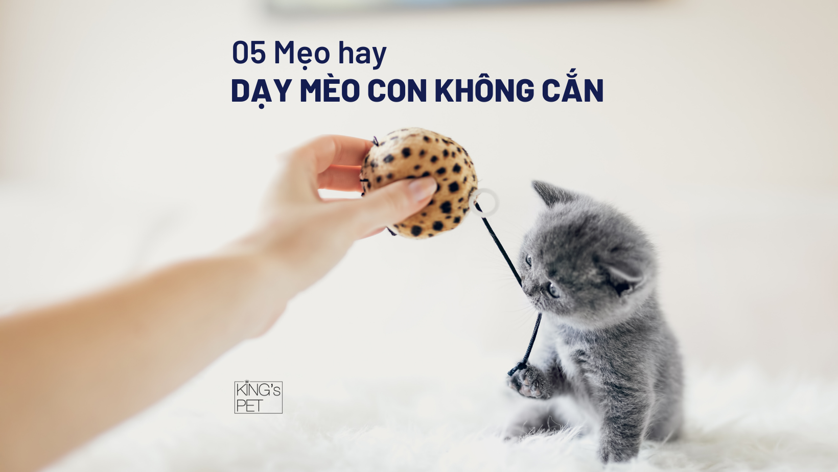 05 Mẹo hay dạy mèo con không cắn