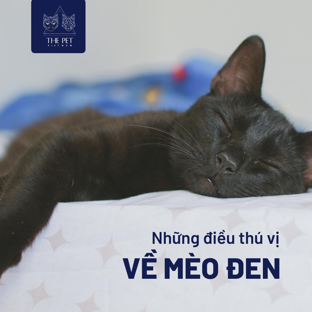 Những sự thật thú vị về mèo đen