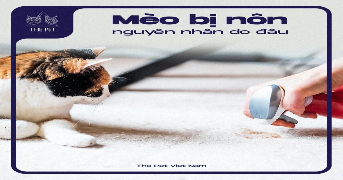 Mèo nôn ra bọt trắng có phải là dấu hiệu nguy hiểm