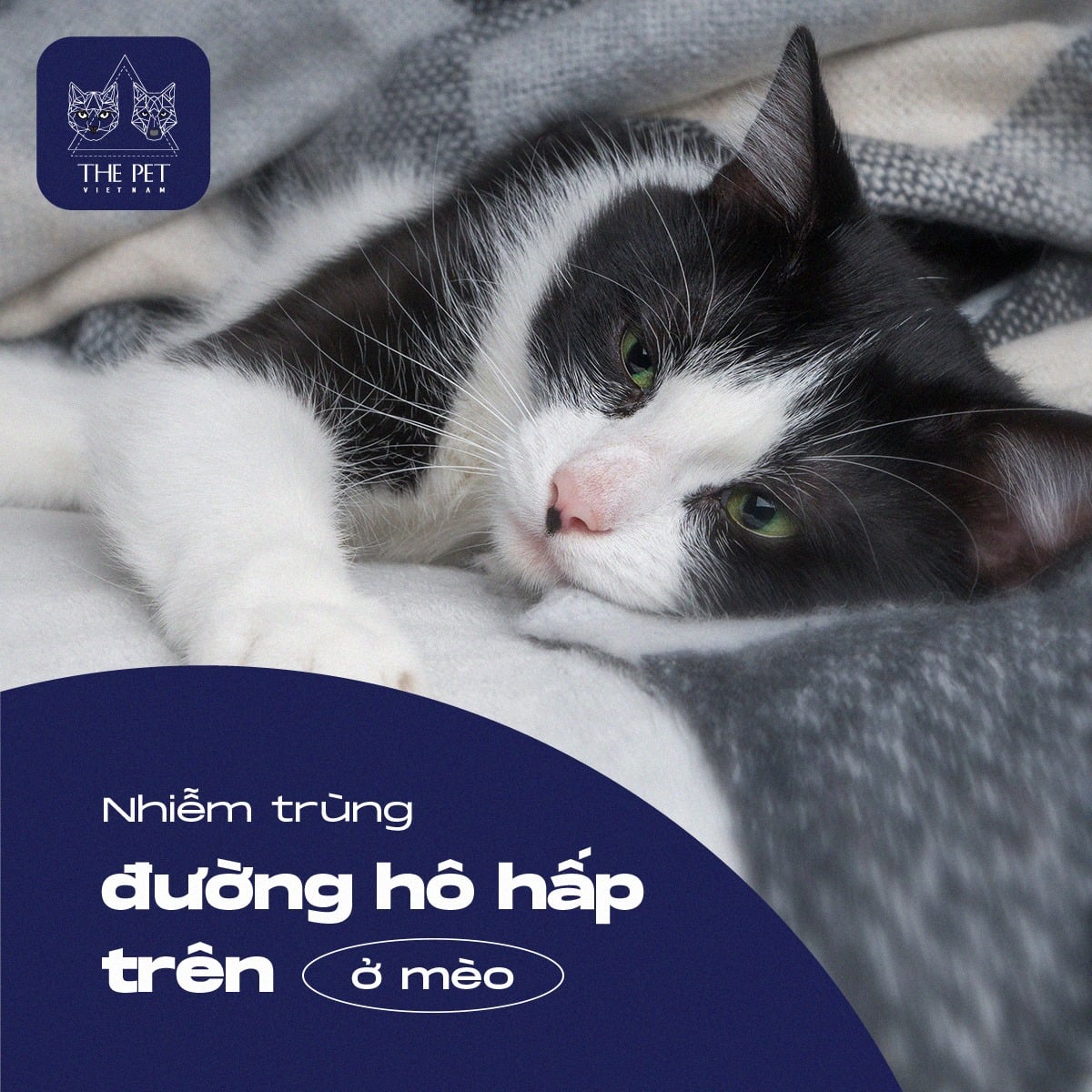 Bạn biết gì về nhiễm trùng đừng hô hấp trên ở mèo