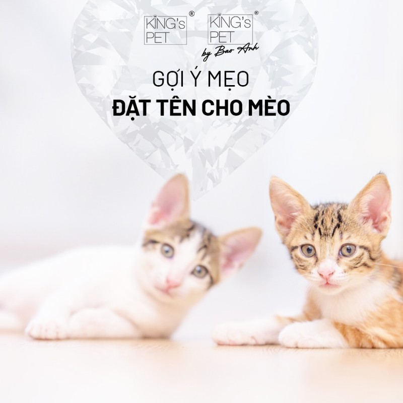 Gợi ý mẹo đặt tên cho mèo hay và dễ nhớ