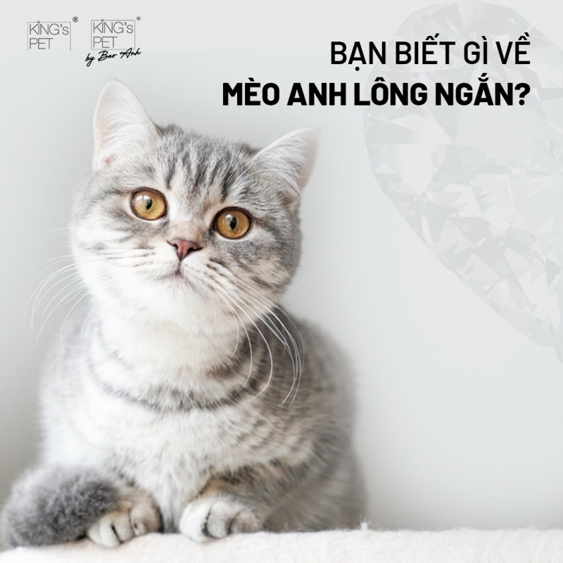 Bạn biết gì về mèo anh lông ngắn
