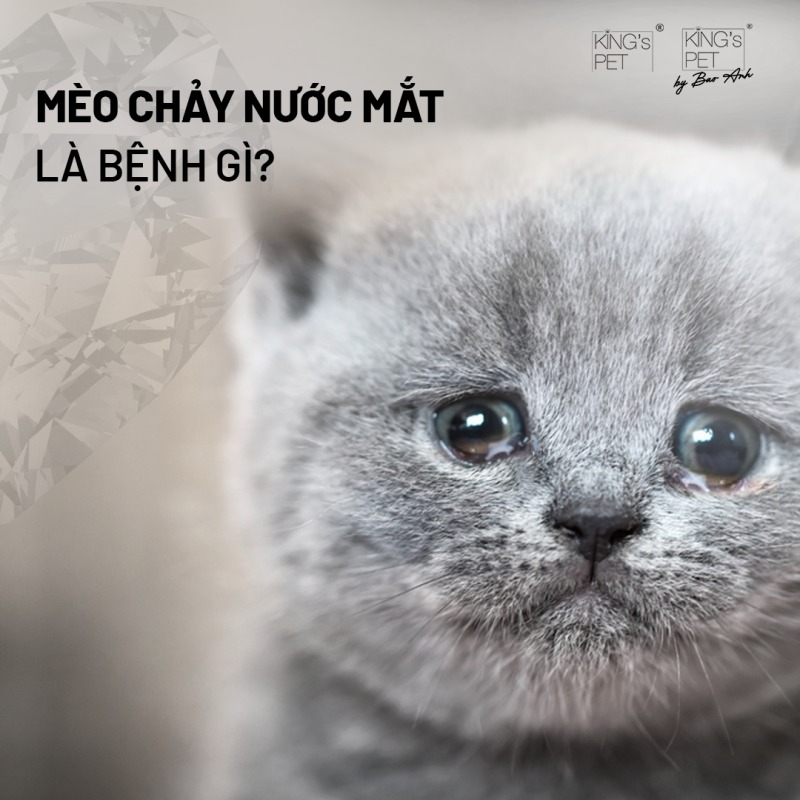 Mèo chảy nước mắt là bệnh gì?