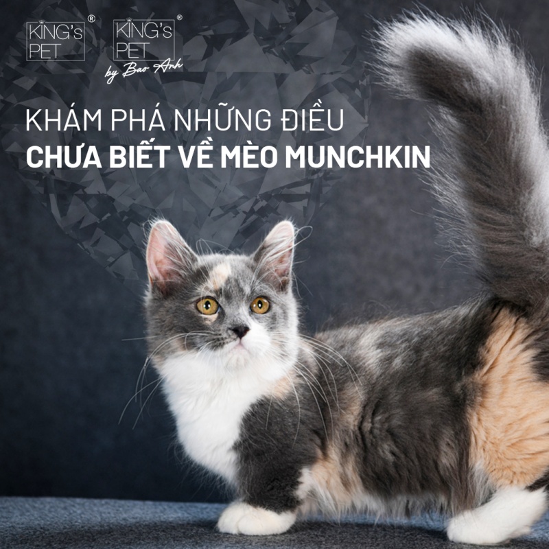 Trang Chủ - Thepet Vietnam