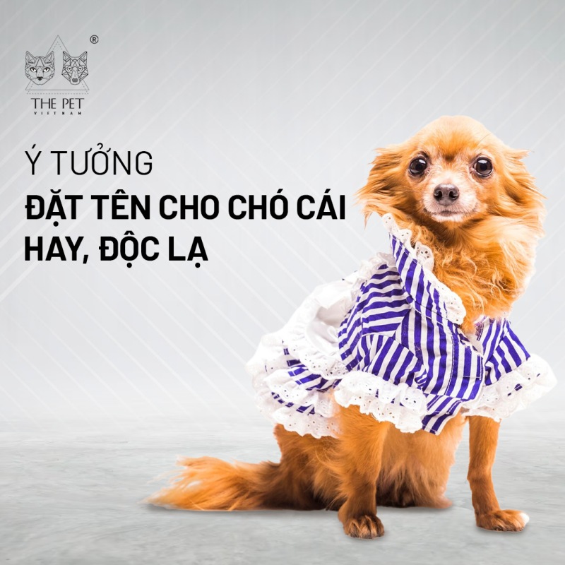 Ý tưởng đặt tên cho chó cái hay, độc lạ