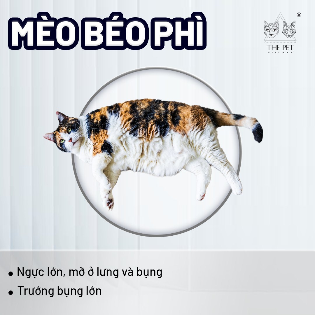 Cách nhận biết mèo thiếu cân