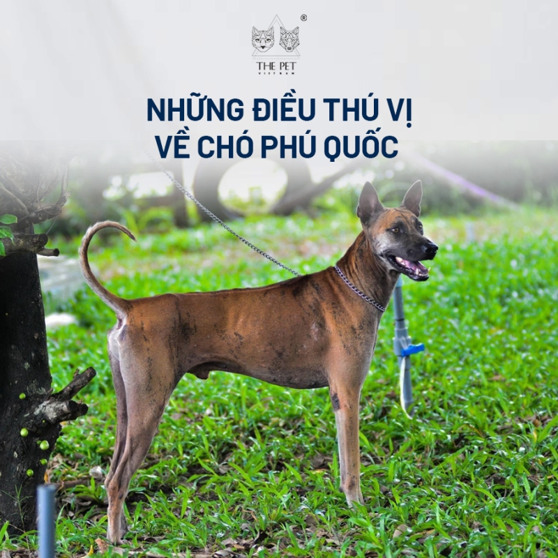 Những điều thú vị về chó Phú Quốc