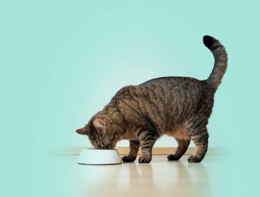 Cách chọn thuốc tẩy giun cho mèo