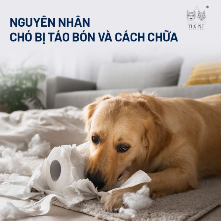 Nguyên nhân chó bị táo bón và cách chữa