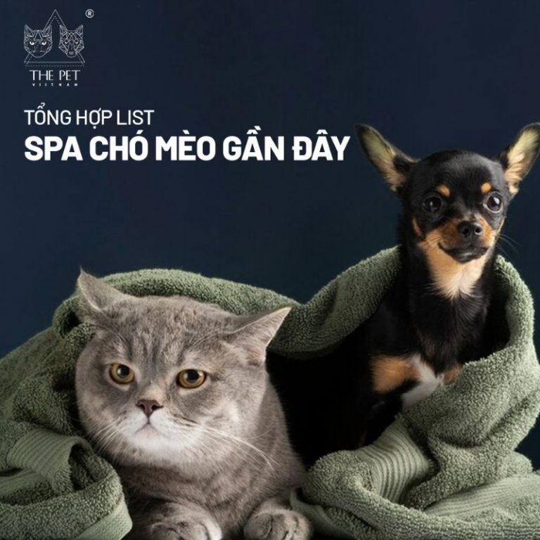 Tổng hợp list spa chó mèo gần đây