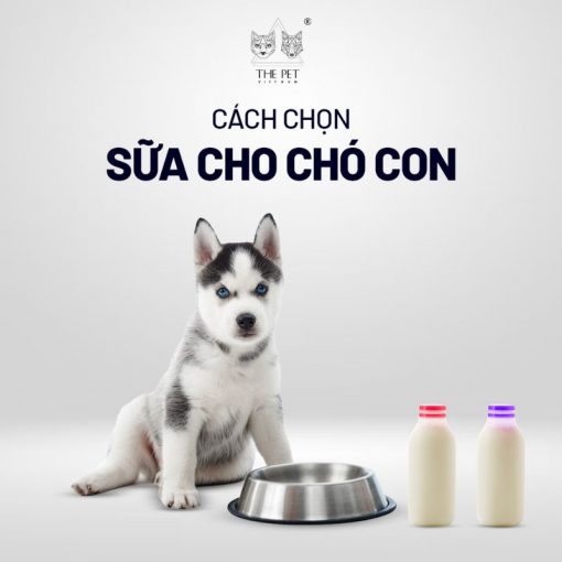 Cách chọn sữa cho chó con