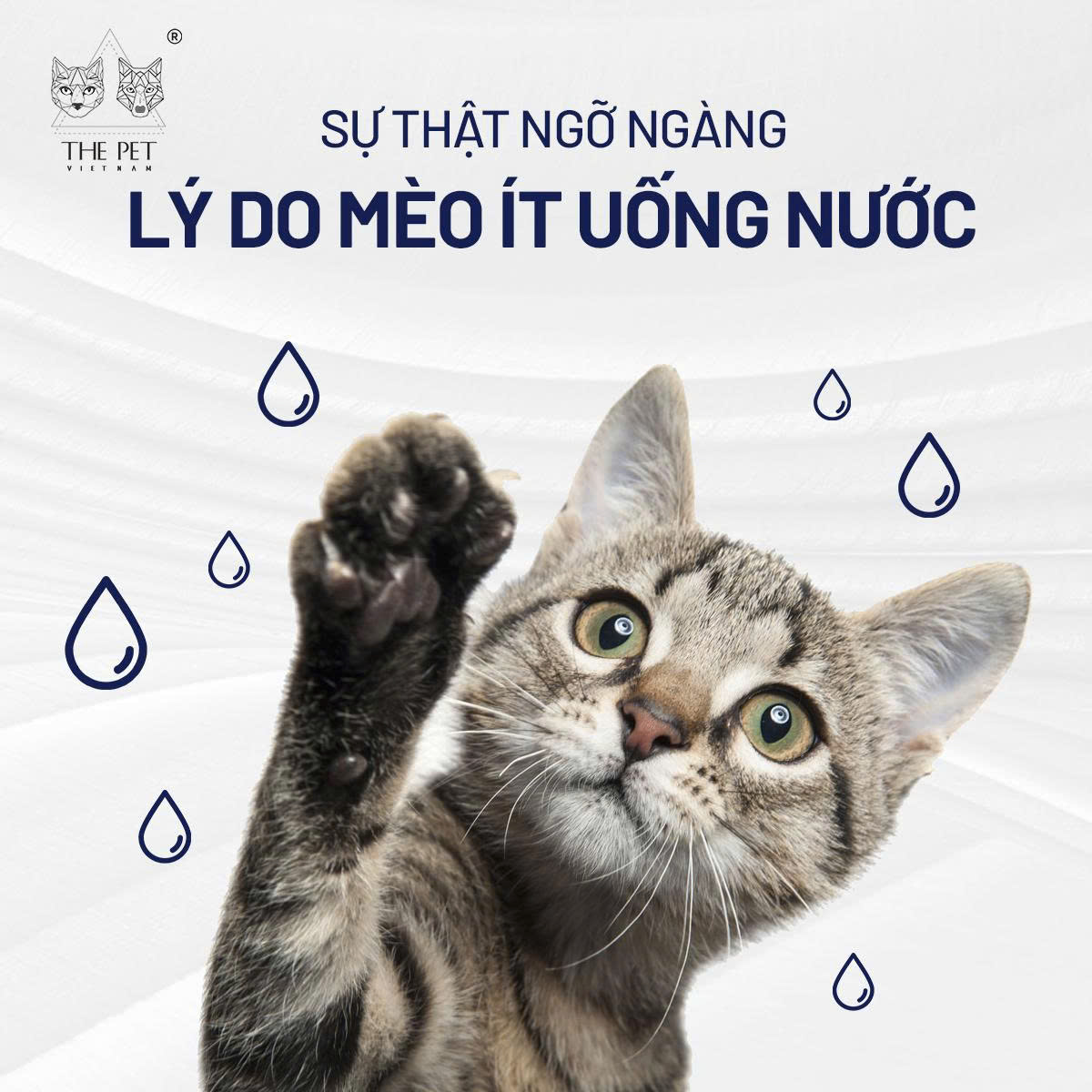 4 Tác Hại Của Bệnh Sỏi Thận Ở Mèo Cần Phải Biết